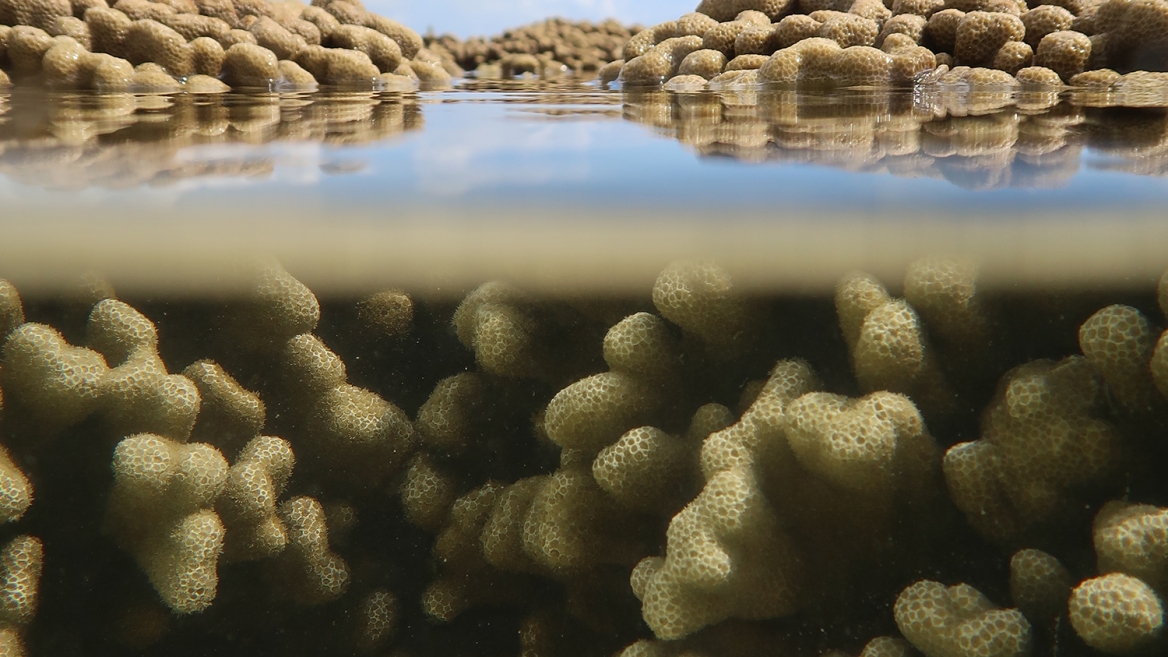 School of Molecular Sciences researcher awarded $1.2M to study coral ...